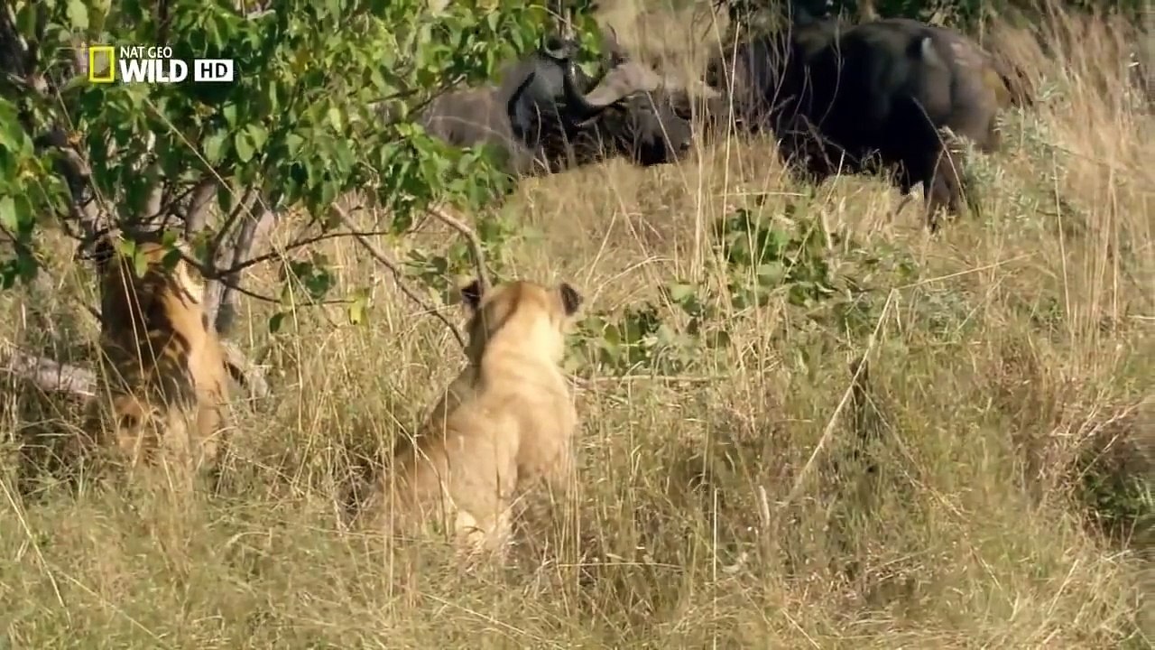 Wild discovery animals channel - National Geographic documentary ...