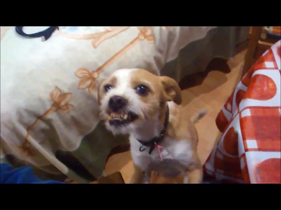 PERRO CON LA RABIA parte 1 - video Dailymotion