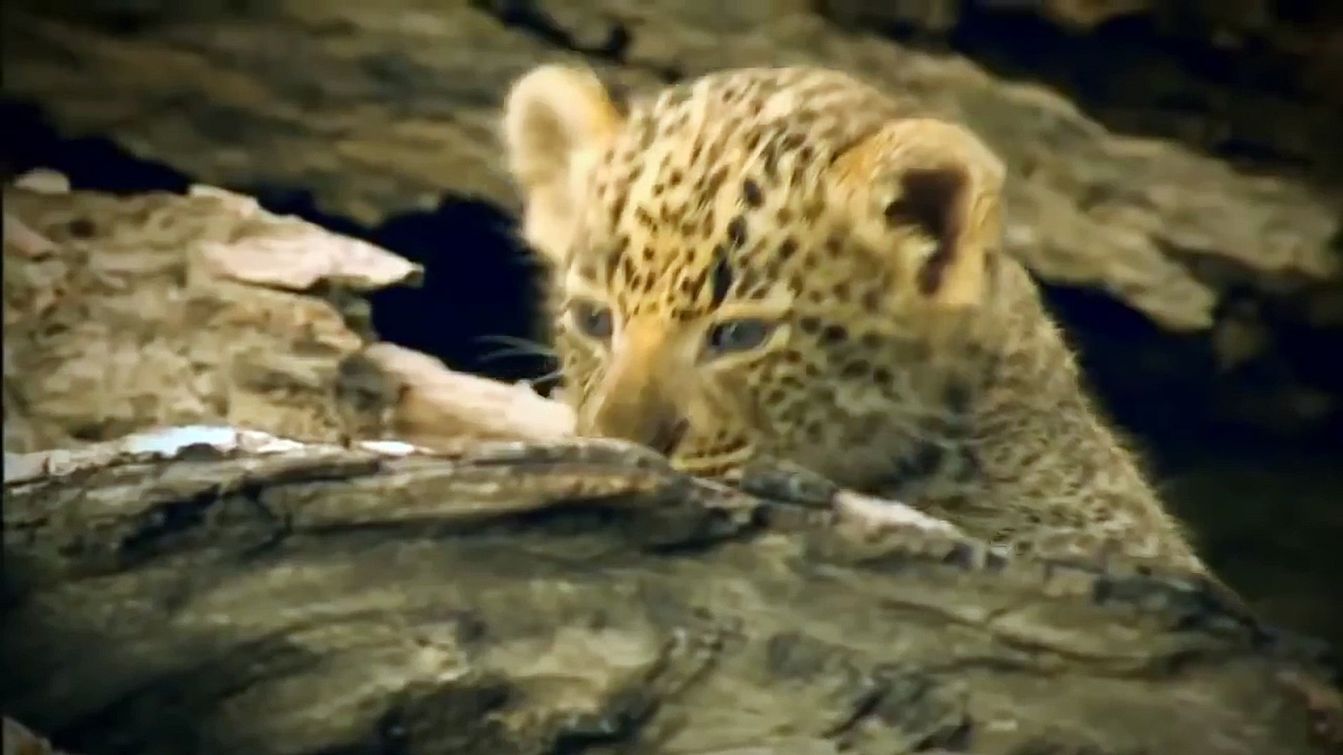 Discovery Channel Animals Wallpaper