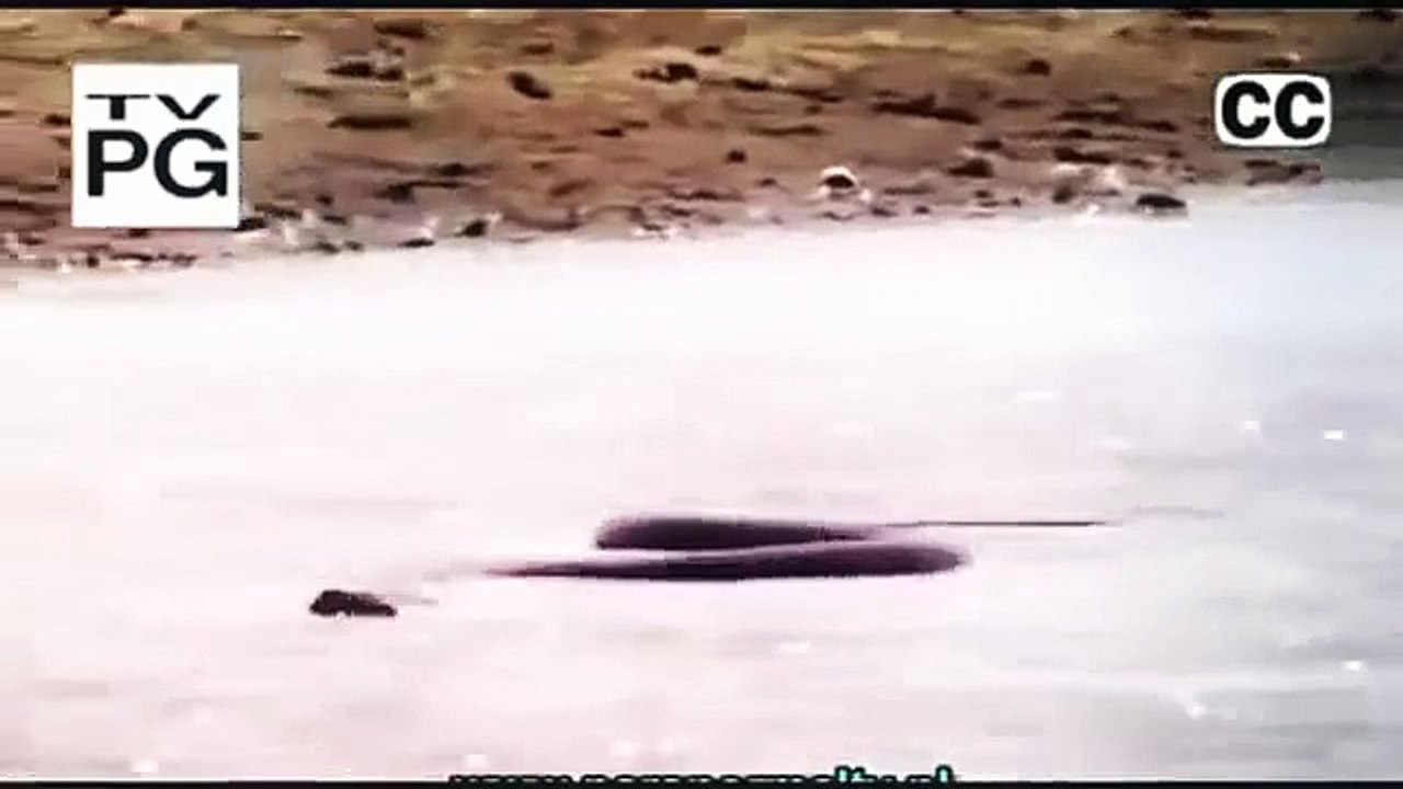 National Geographic Wild - Man Eating Anacondas [ Deadly Giant Snakes ...