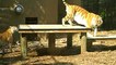 Liger Fighting a Bengal Tiger - GW Zoo - video Dailymotion
