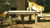Liger Fighting a Bengal Tiger - GW Zoo - video dailymotion