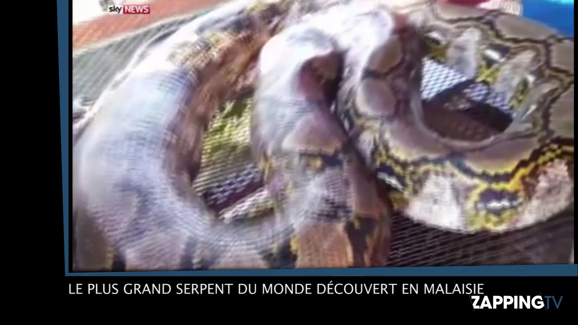 Photos Du Plus Grand Serpent Du Monde Boa Constrictor Le Plus Grand