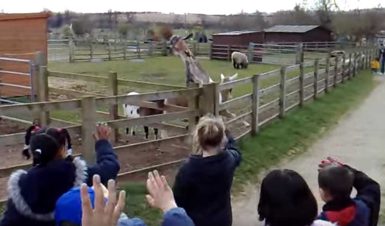 Talented Goat Waves Goodbye - video Dailymotion