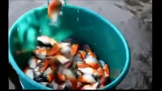 Piranha Fish Attack Human And Feeding Piranha Attacks Video Compilation ...