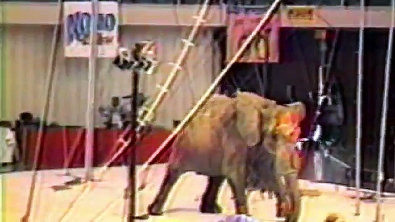 Tyke the Elephants Last Day on Earth - video Dailymotion