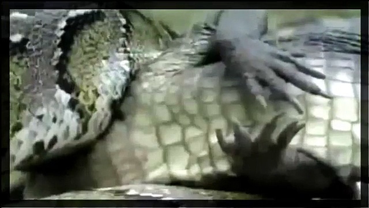 Giant Snake Eats Crocodile Real Fight - video Dailymotion