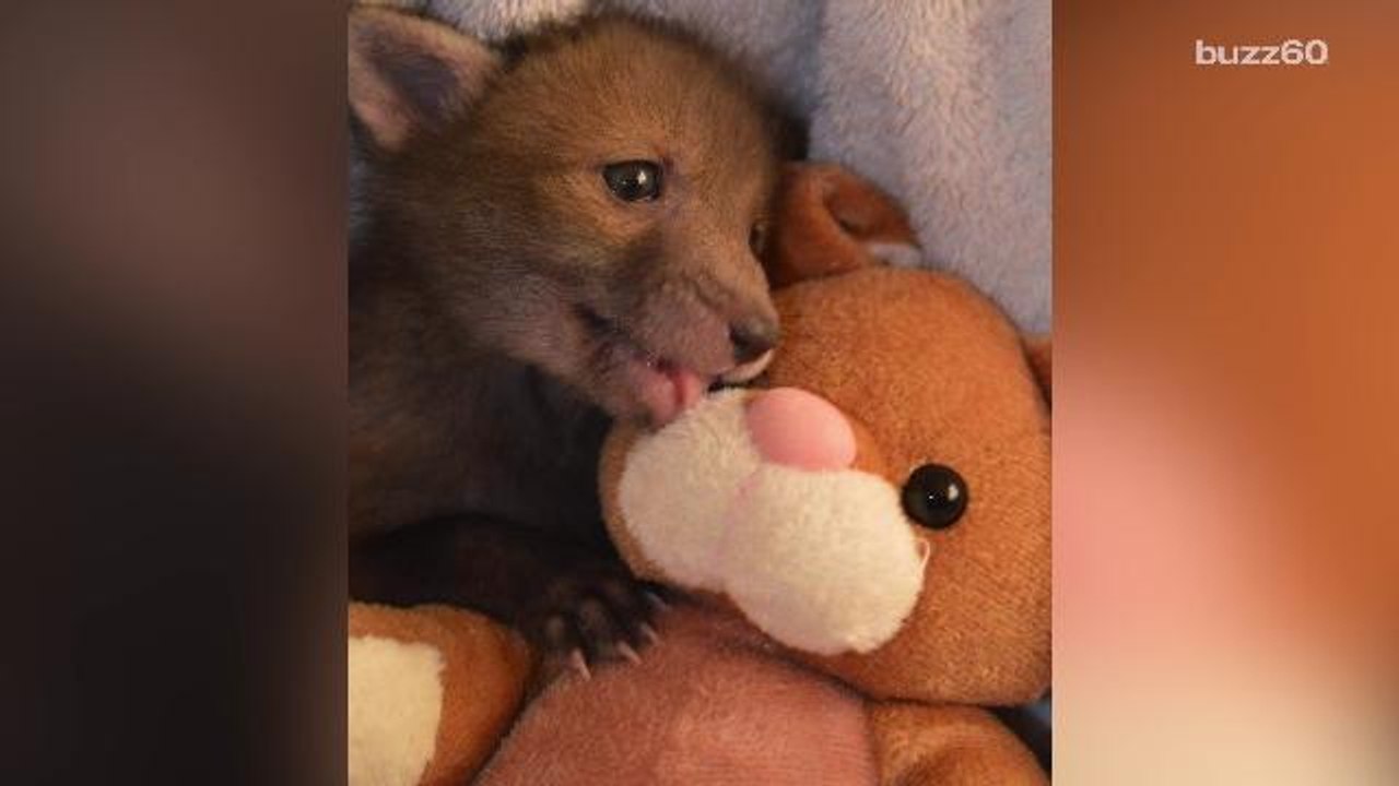 Rescued Fox Cub Loves Snuggling with Stuffed Bunny Toy - video Dailymotion