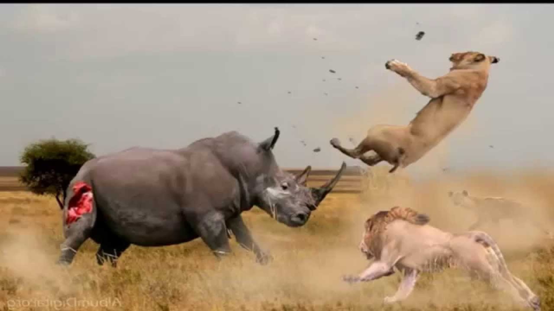 Wild Animals Fighting