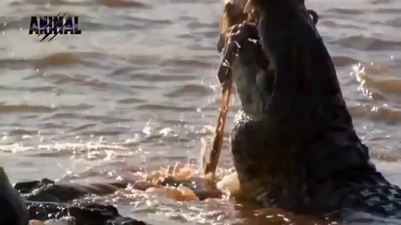 Eagle vs Snake Real Fight - Eagle Attack Snakes ☆ Amazing Animal ...