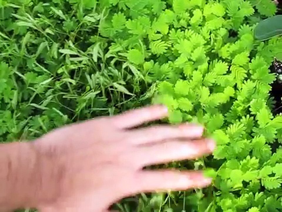 ‘Lulja mos më prek’, ja pse është kaq e ndjeshme kjo bimë - video ...