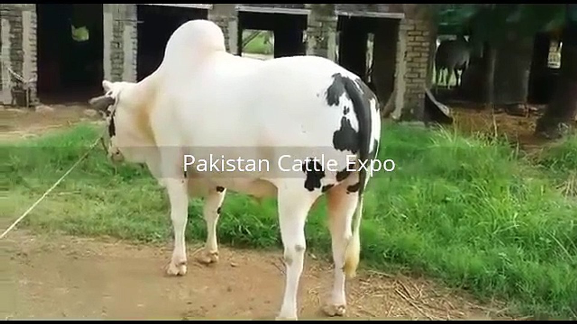 Biggest Cow In The World For Qurbani