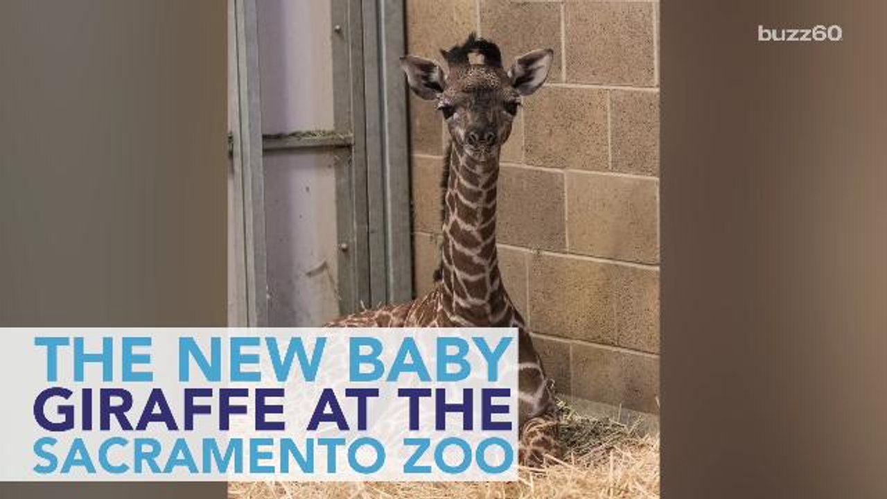 Baby Giraffe Stays With His Mama During Zoo Debut - video Dailymotion