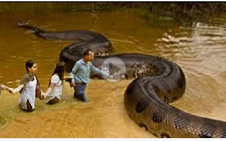 World Longest Snake