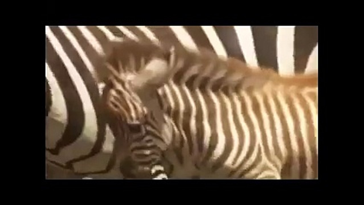 Crocodile vs Zebra - Crocodile Eating Zebra Alive - Crocodile Attack ...