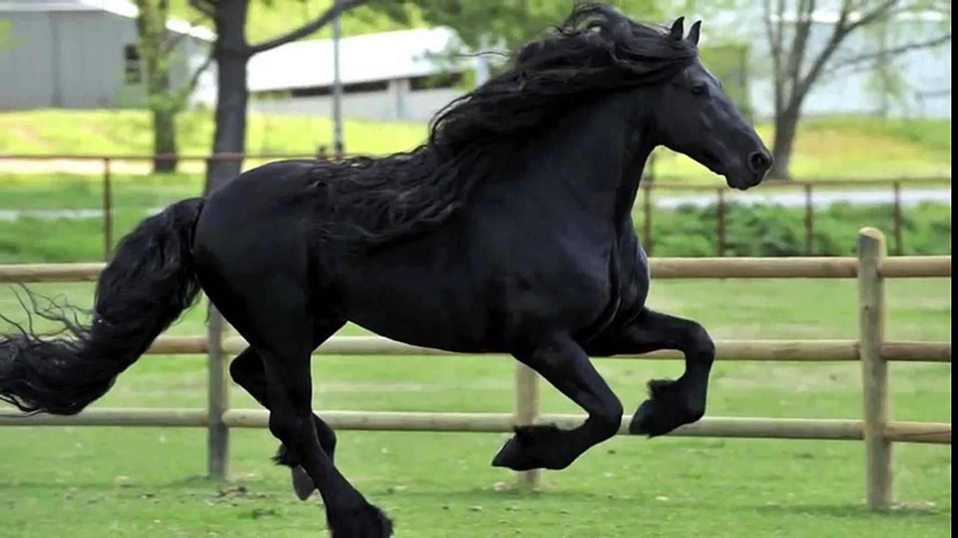 Top 10 Des Plus Beaux Chevaux Du Monde