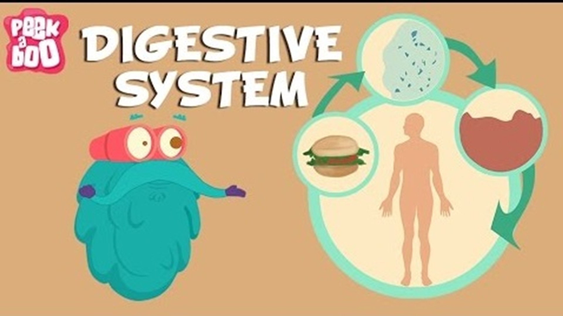 Cartoon Digestive System