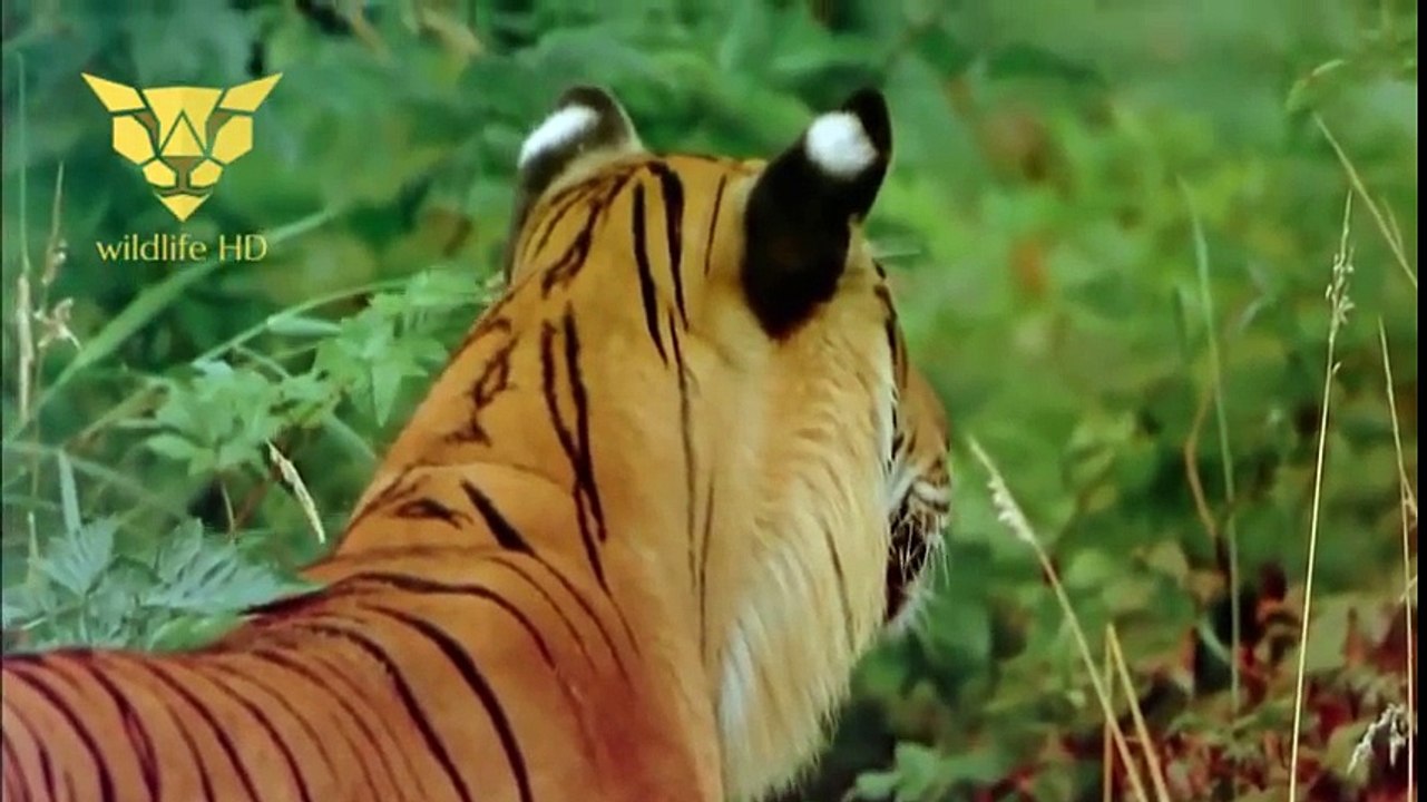 bengal tiger attack full HD - video Dailymotion