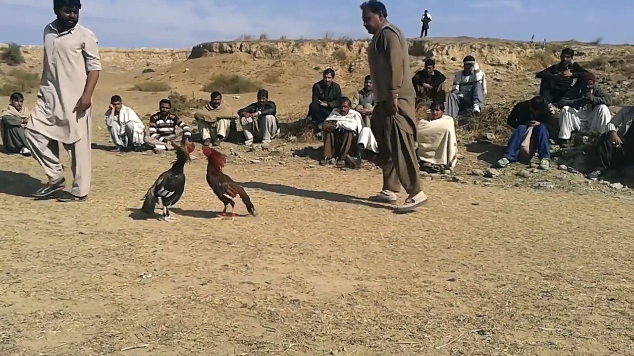 Hen Fight of competition - video Dailymotion