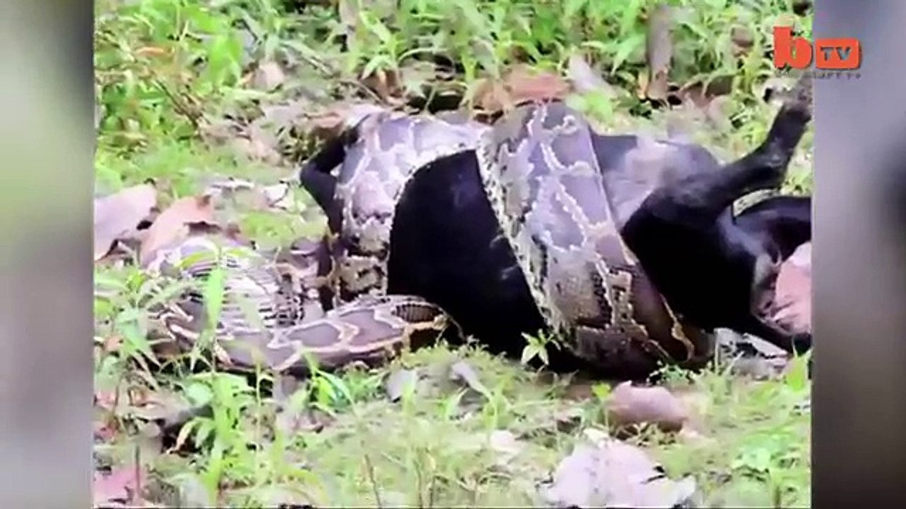 Python réticulé qui avale une chèvre - Vidéo Dailymotion