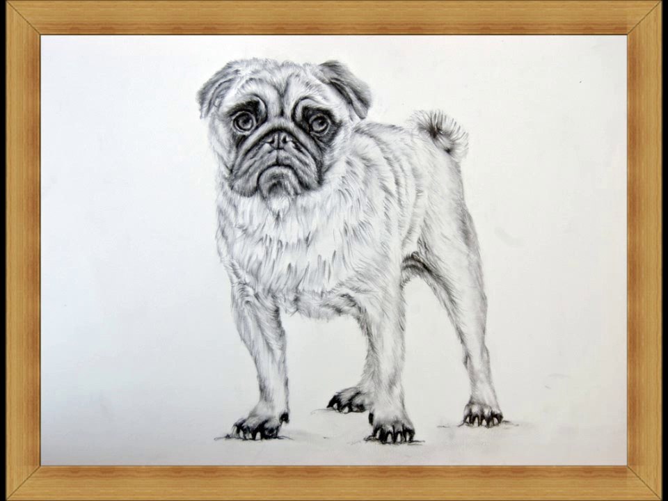 Learn How to draw a realistic Pug Dog step by step part two - Video ...