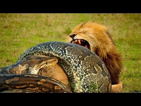 Lion Vs Cobra