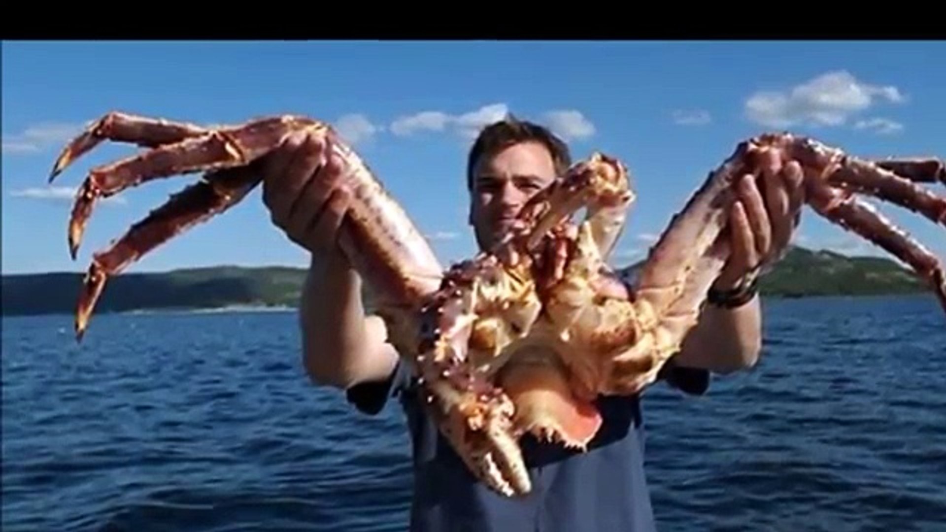 Biggest Hermit Crab In The World