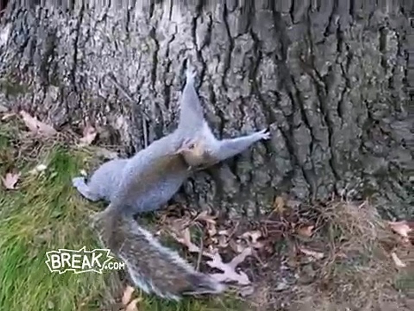 Drunk Squirrel Gif