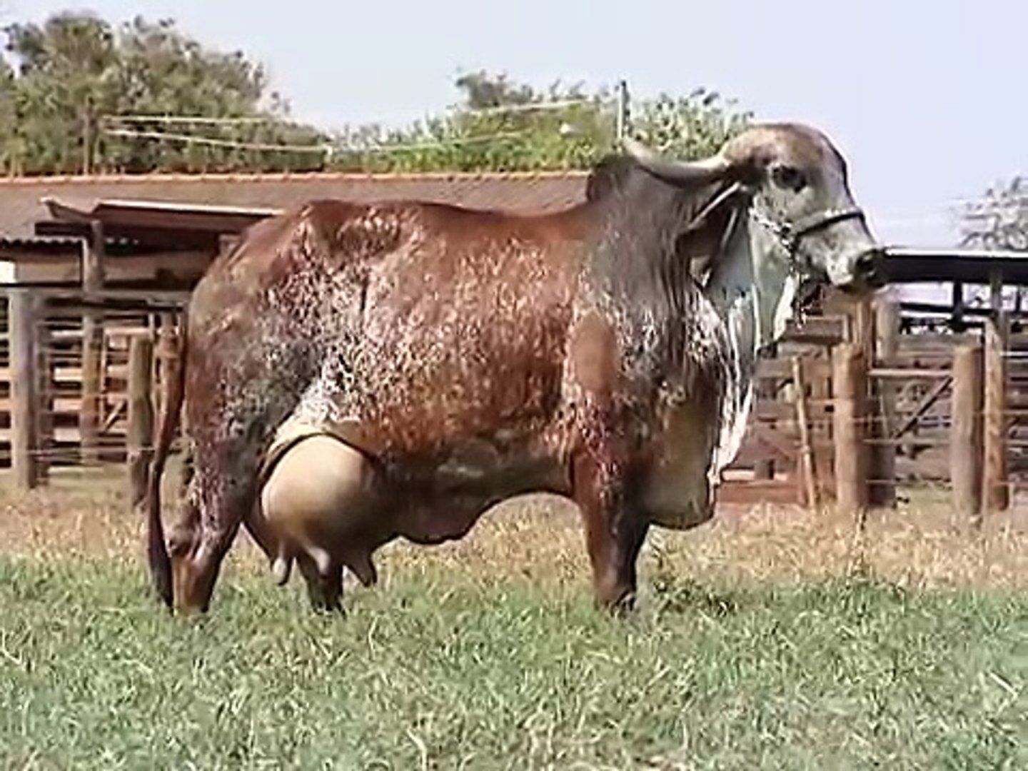 The Biggest In The World Cow