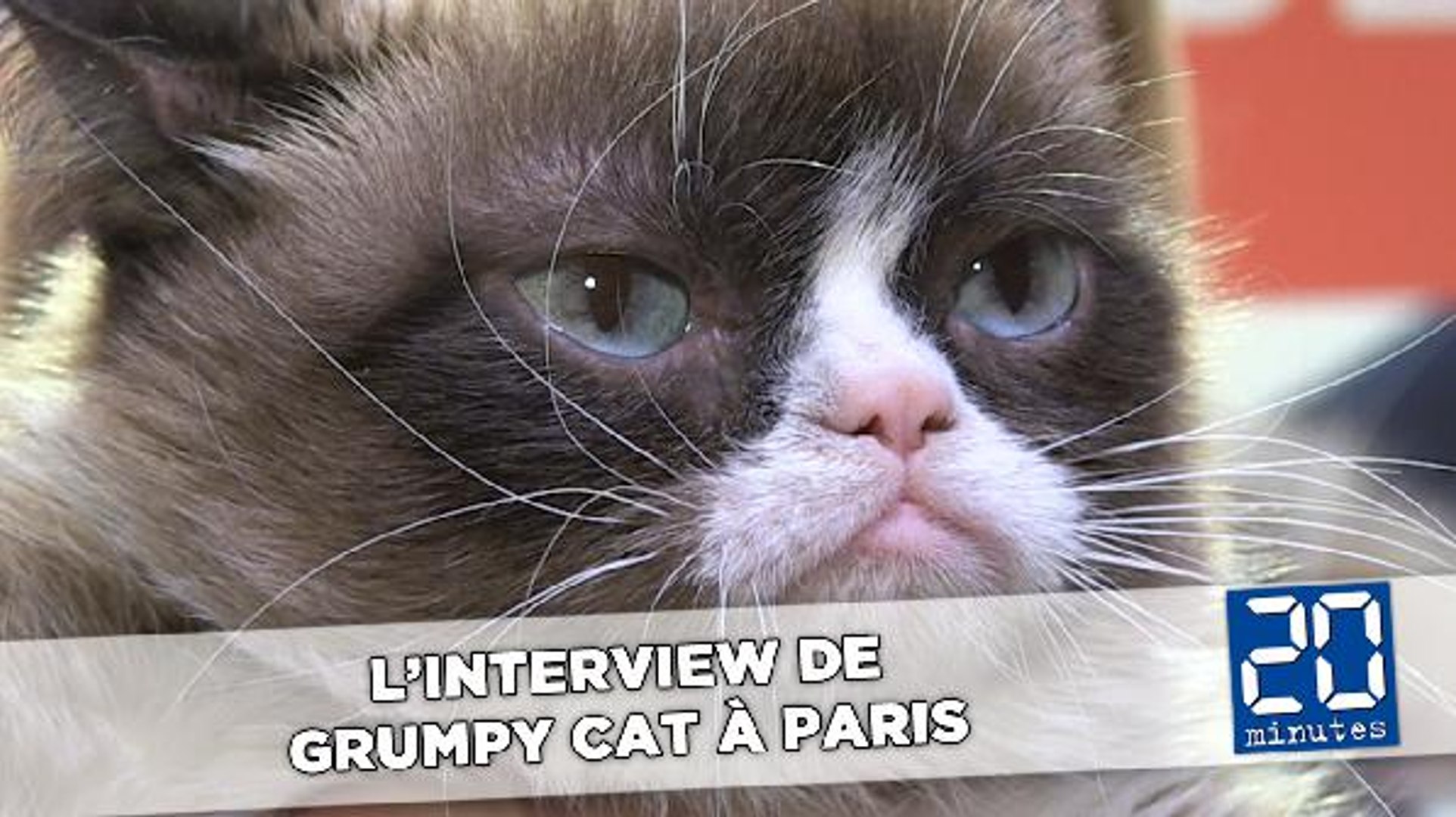 Le Chat Grincheux A Démissionné