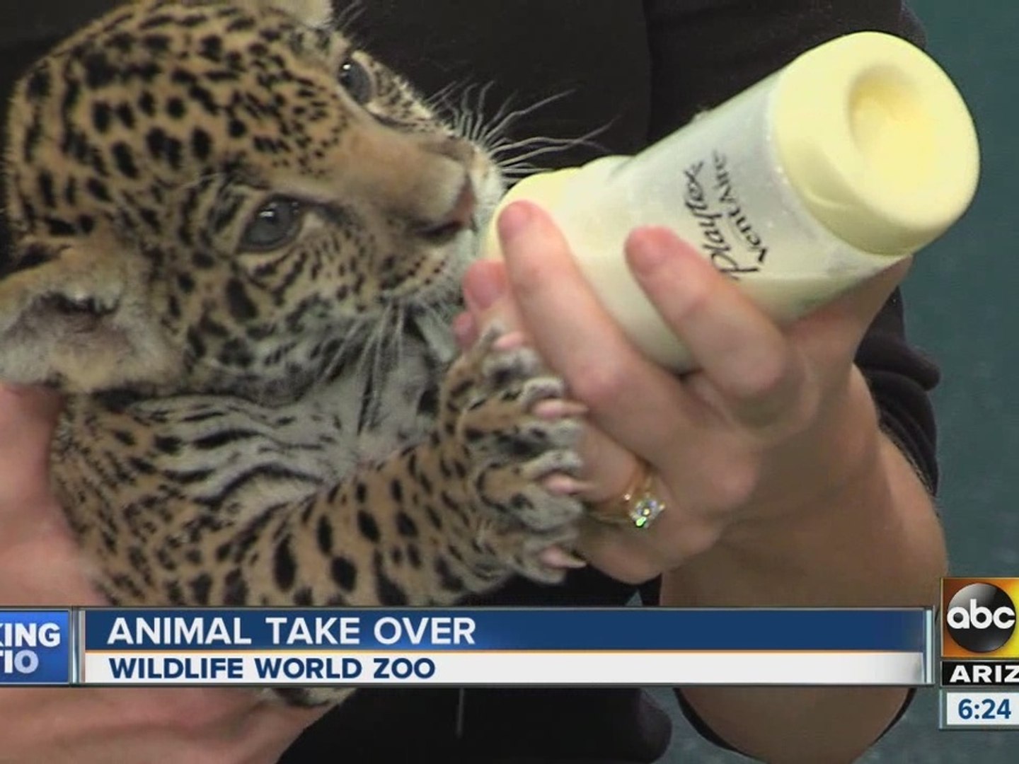 Jaguar Animal Cubs