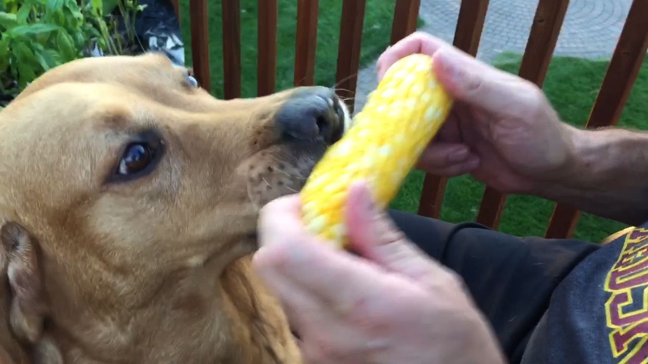 Dog Loves His Corn On The Cob - video Dailymotion
