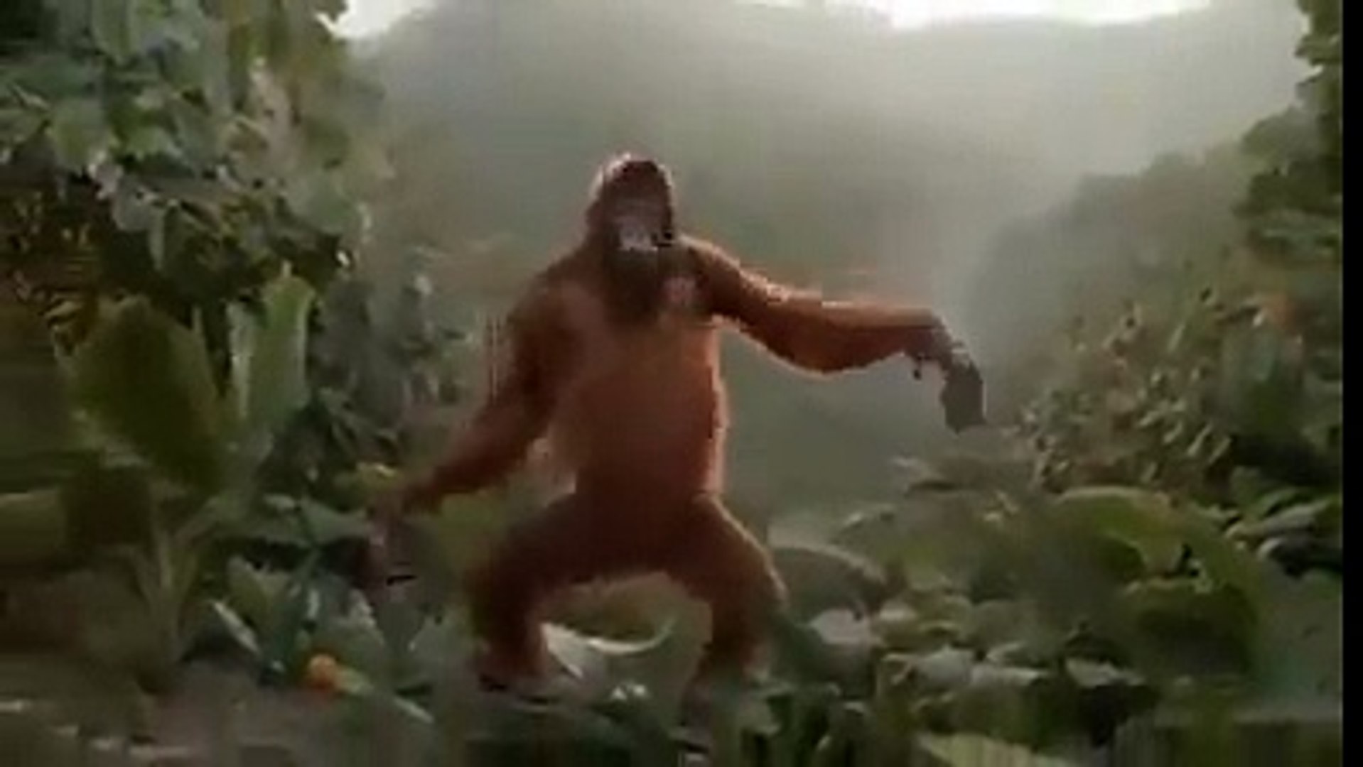 Funny Monkeys Dancing
