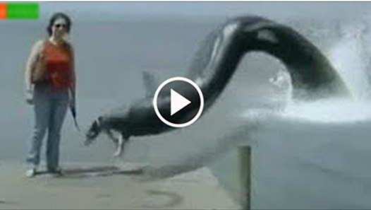 Top-10-Mythical-Creatures-Caught-On-Camera-2016 - video Dailymotion