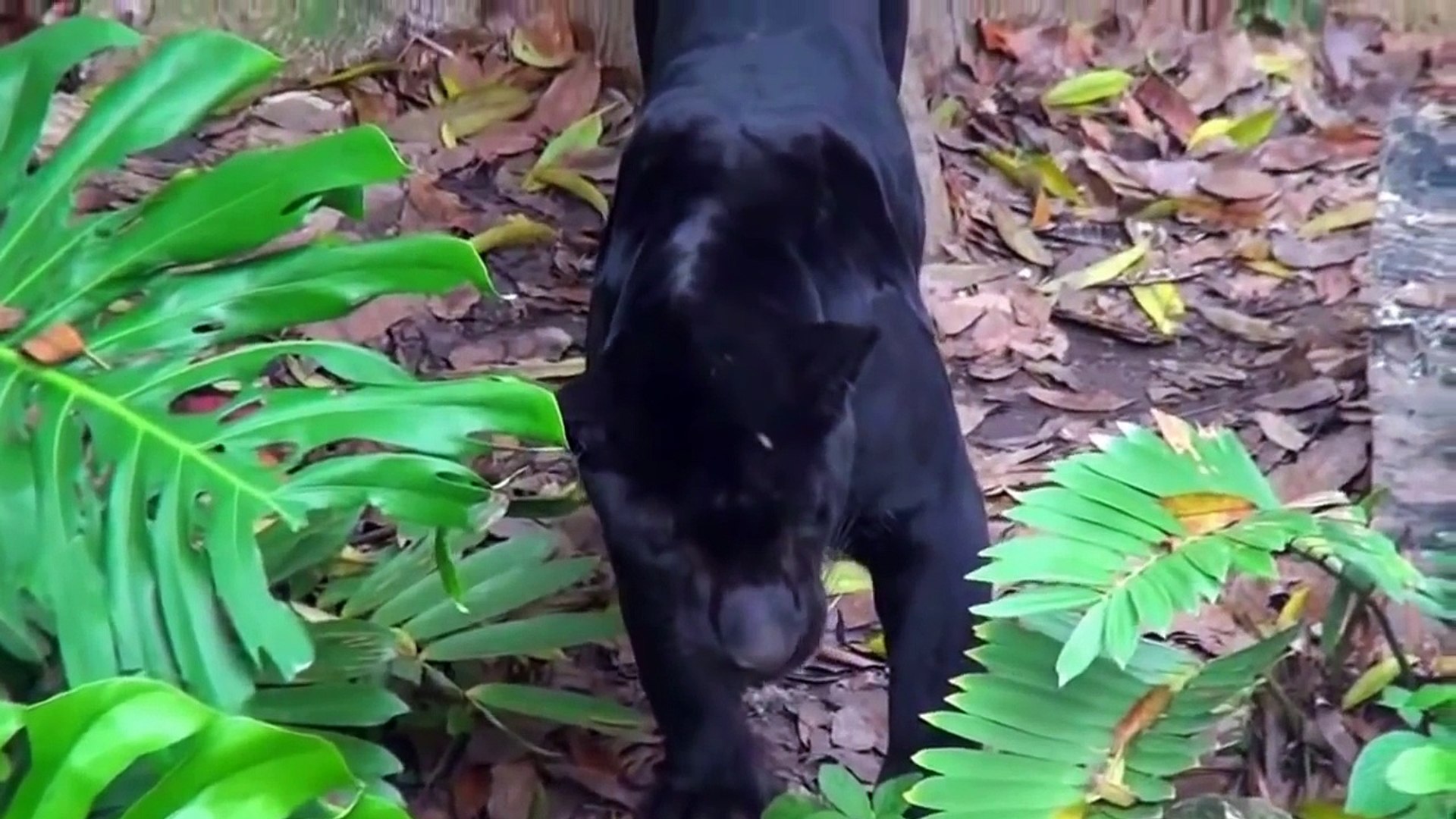 Black Panther Attacking Prey