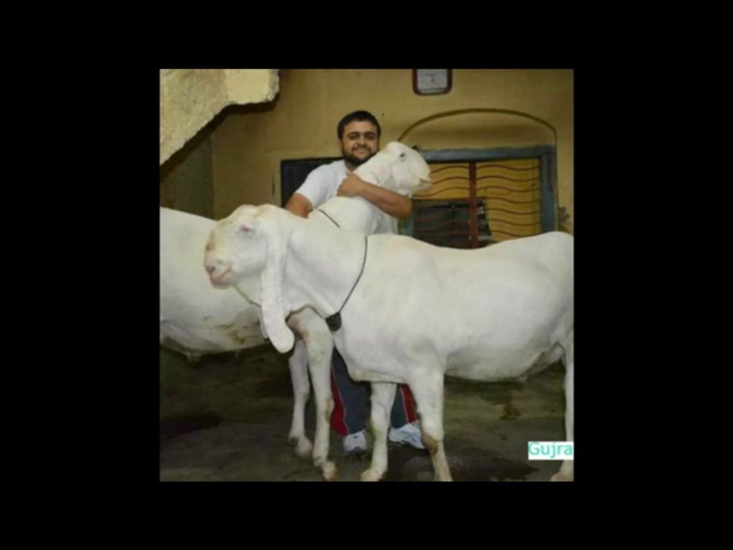 Big Bakra