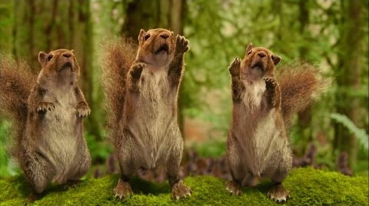 Couple attacked by a group of squirrels in the wild - Vidéo Dailymotion