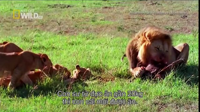 Wild Animal videos - Dailymotion