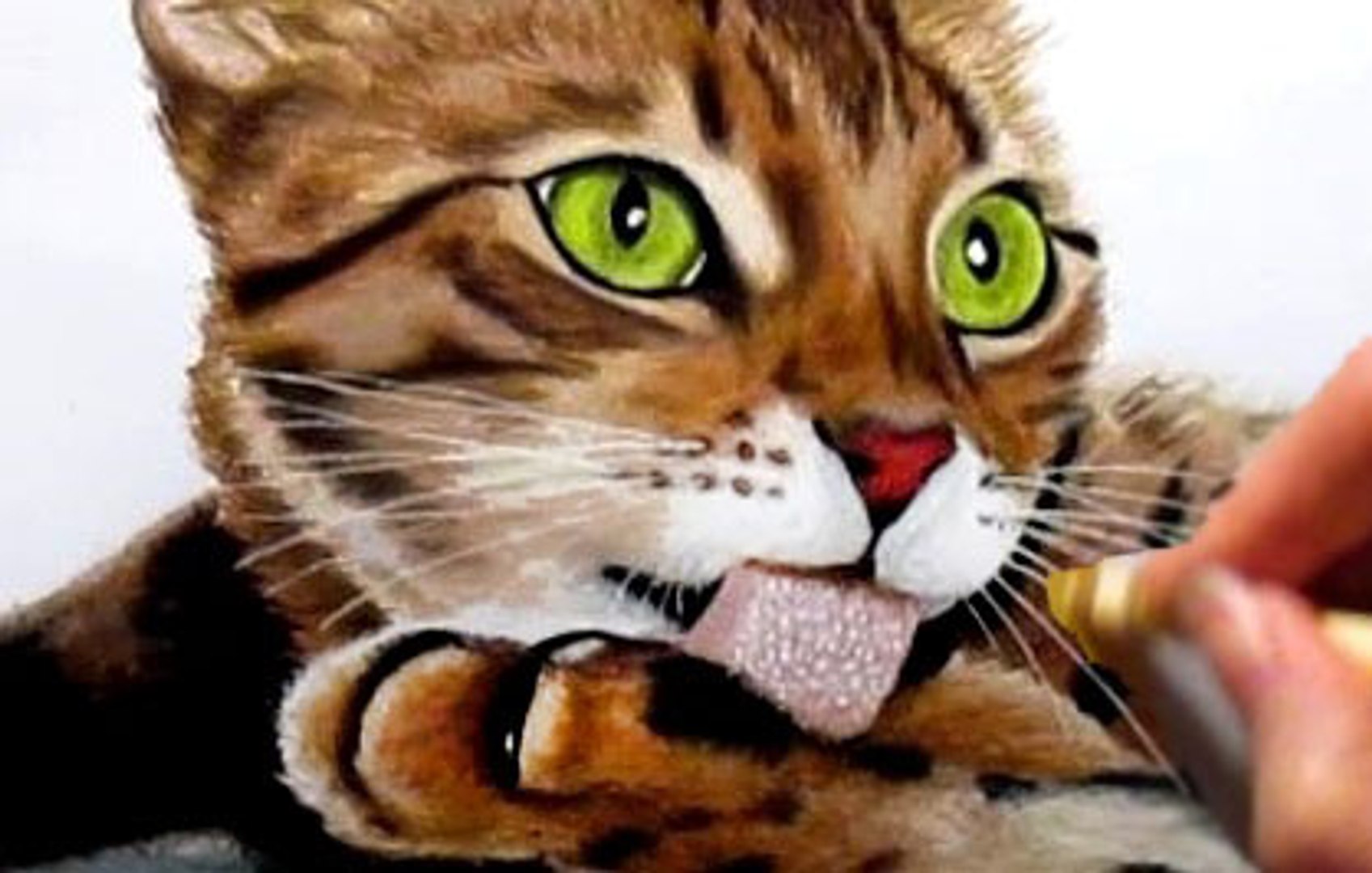 Realistic Cat Drawing Color