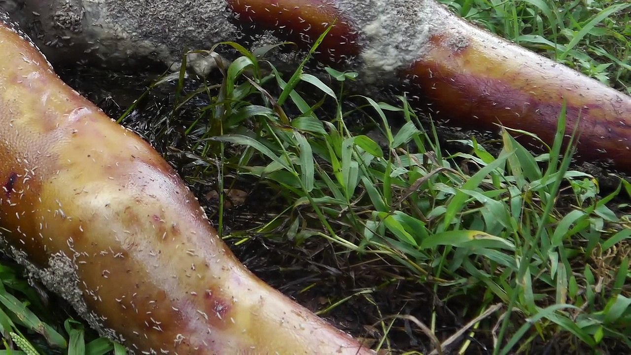 The fascinating process of human decomposition - video Dailymotion