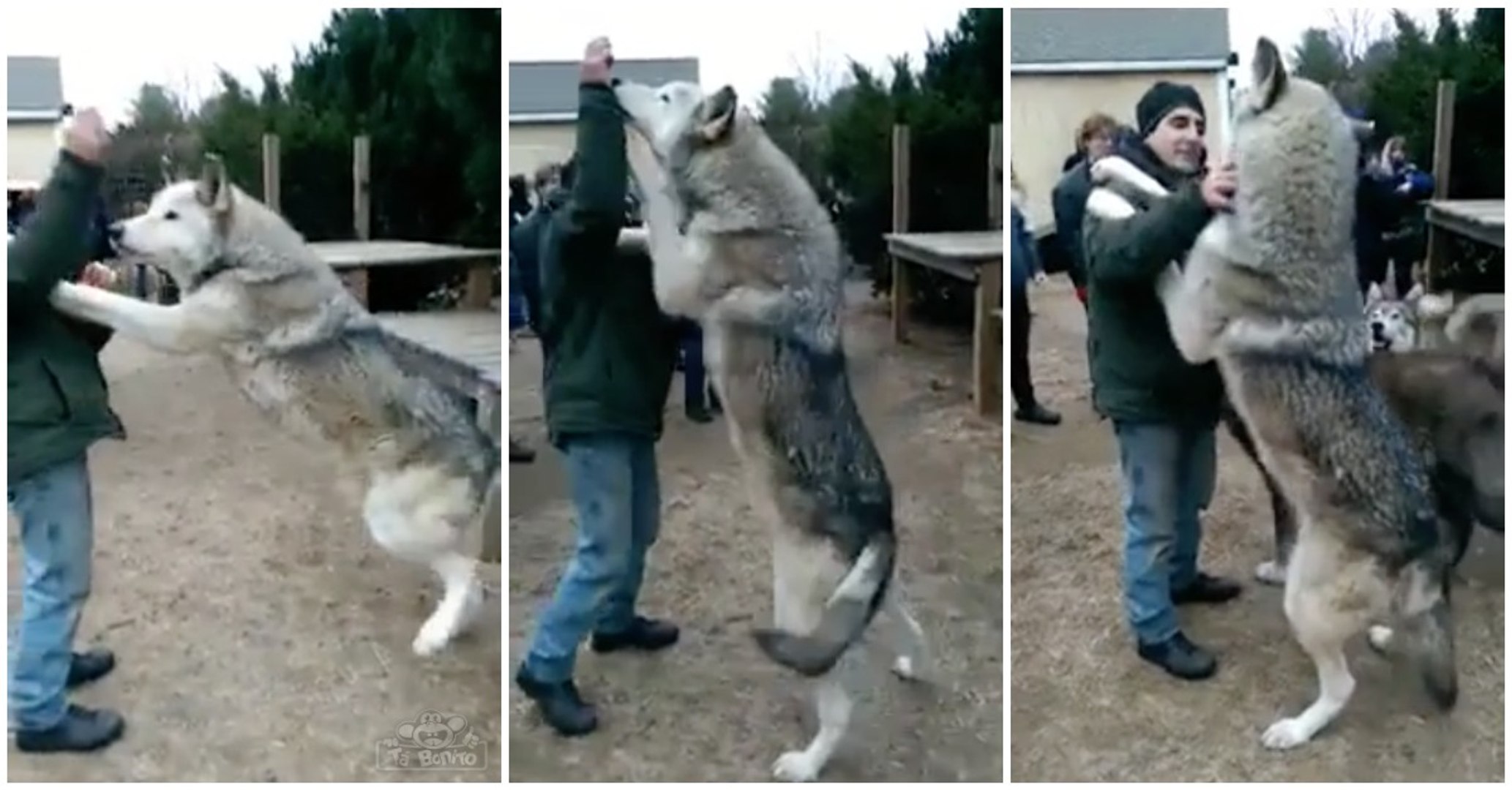 Jogo Dos Tronos Lobos Gigantes Verao Game Of Thrones: Kingsroad é Um