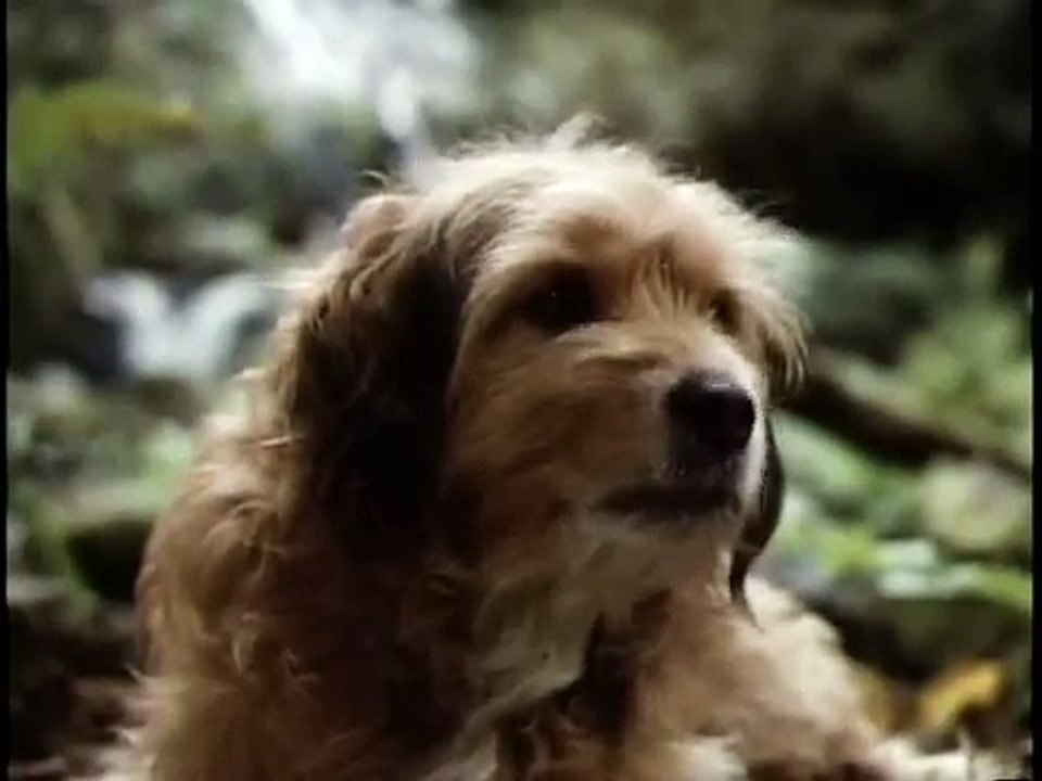 pelicula benji el perseguido en español primera parte - Dailymotion Video