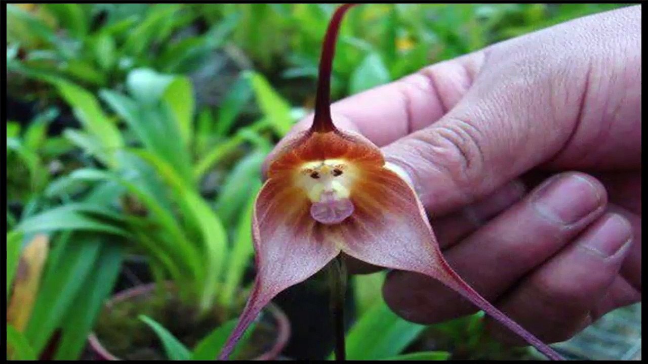 नारीलता फूल (Narilatha Flower) by Wild Life - video Dailymotion