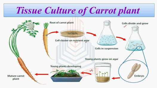 Tissue Culture, Tissue Culture of Carrots, Coconut Milk, Meristem ...