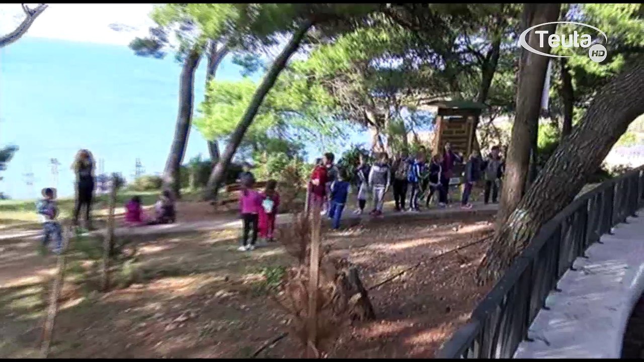 Pylli i pishave-mushkrite e Ulqinit - video Dailymotion