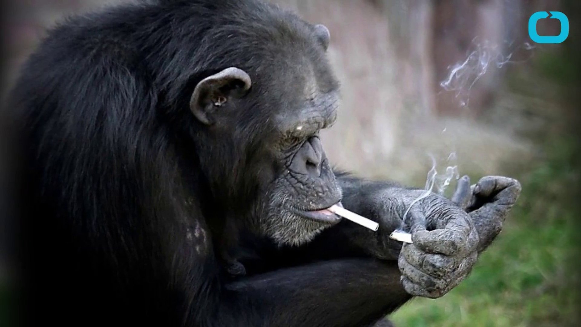 Images Amusantes De Singes Fumant