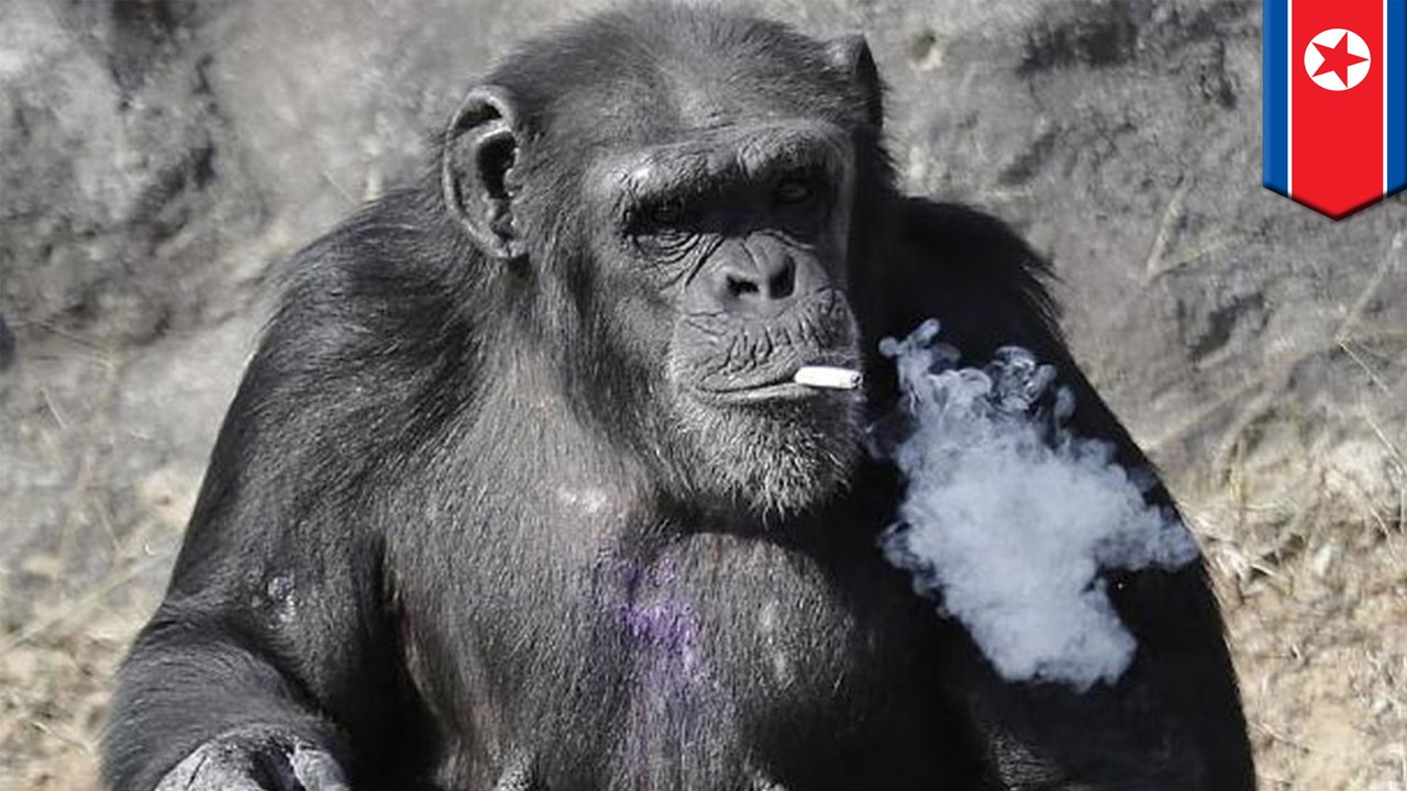 Chain-smoking chimpanzee is North Korean zoo’s star attraction - video ...
