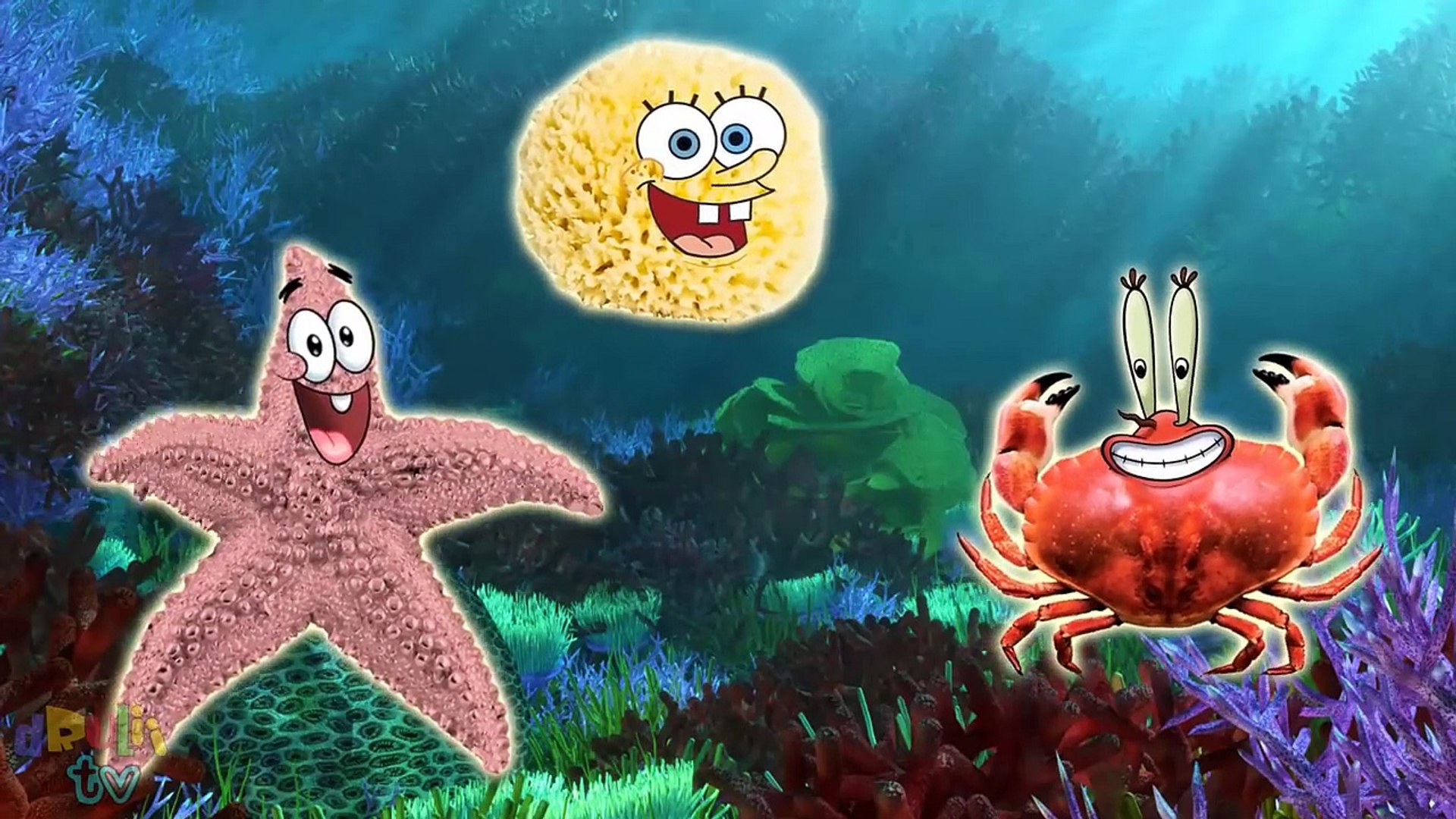 Real Life Spongebob Squarepants