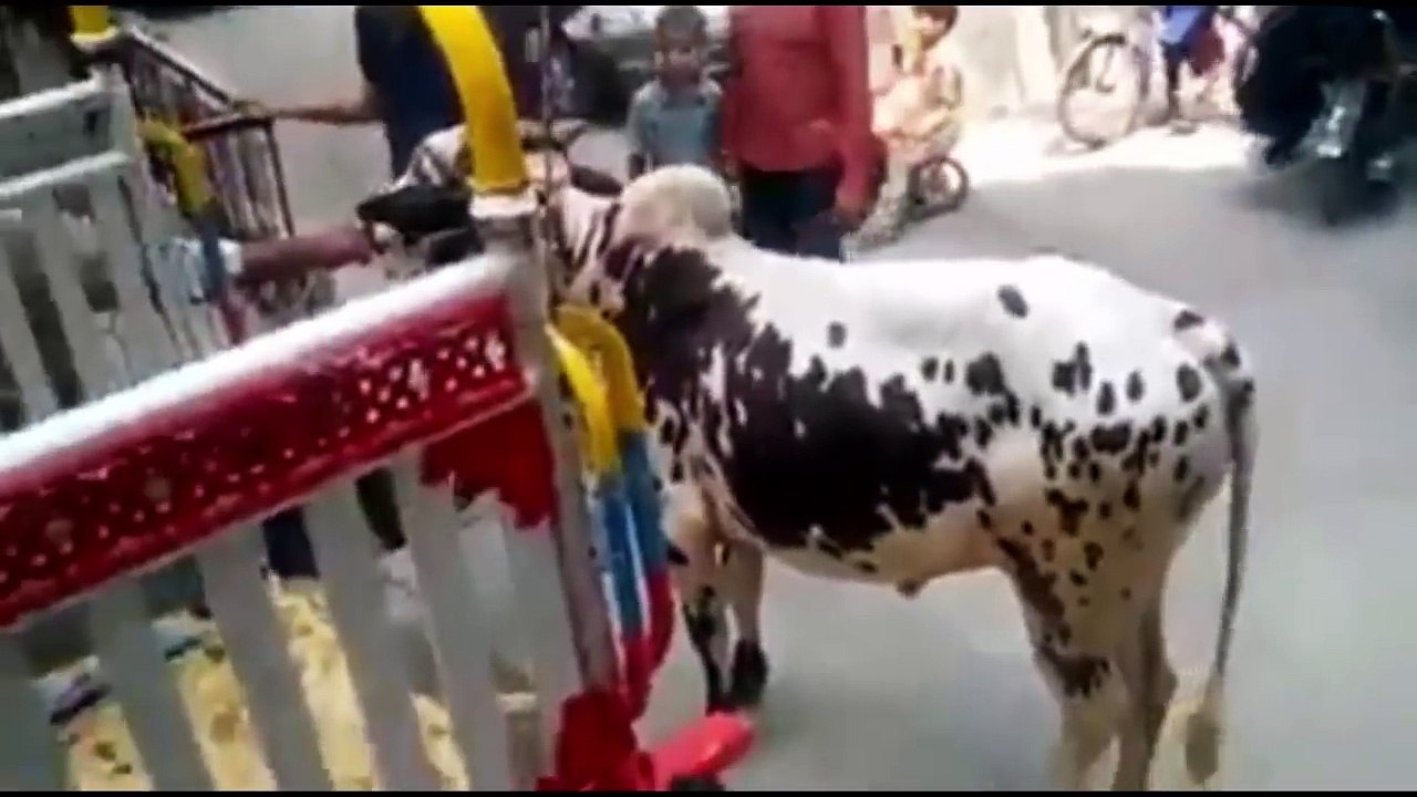 Whatsapp Funny Cows Fails _ Animals very very funny videos compilation ...