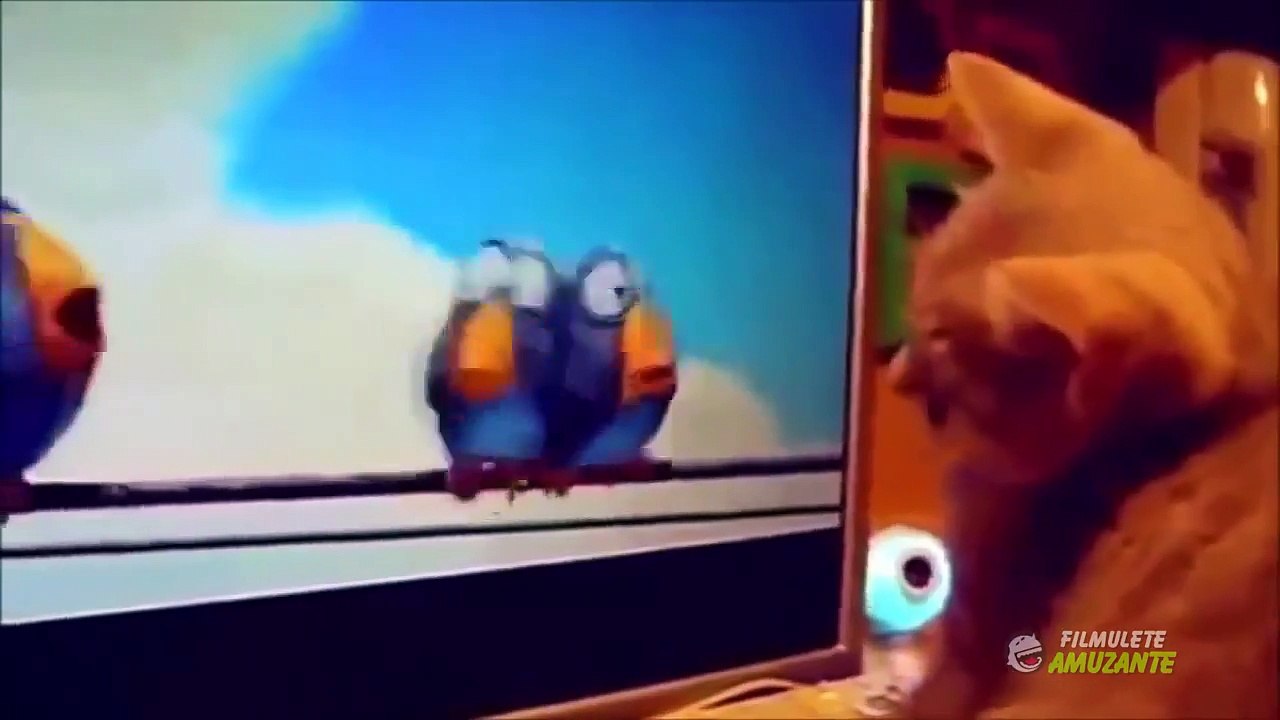 Filmulete amuzante cu pisici - FAZE TARI cu PISICI ★ Pisici haioase ...